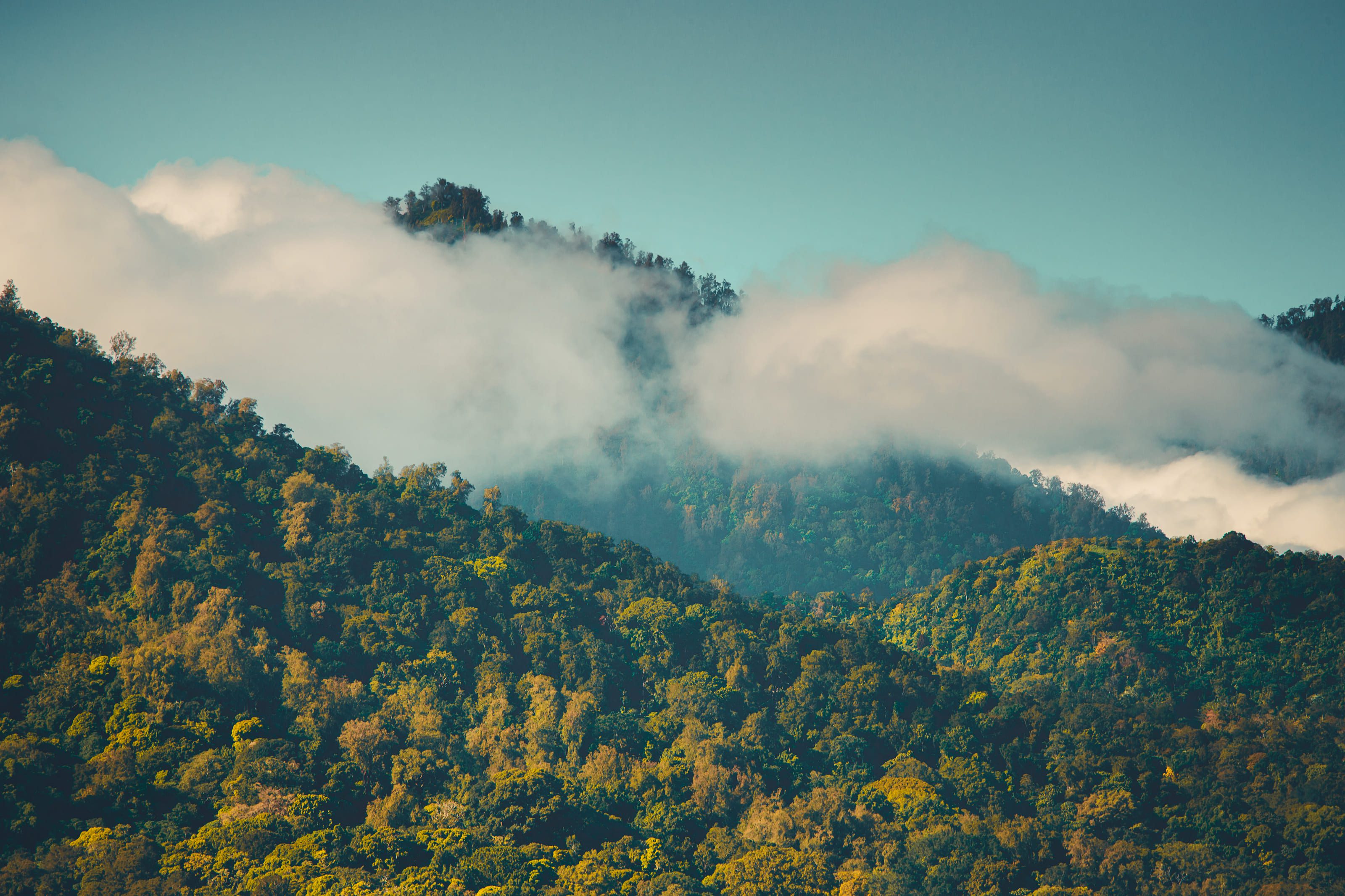 Remote Monitoring in Complex Terrain: Hills and Forests